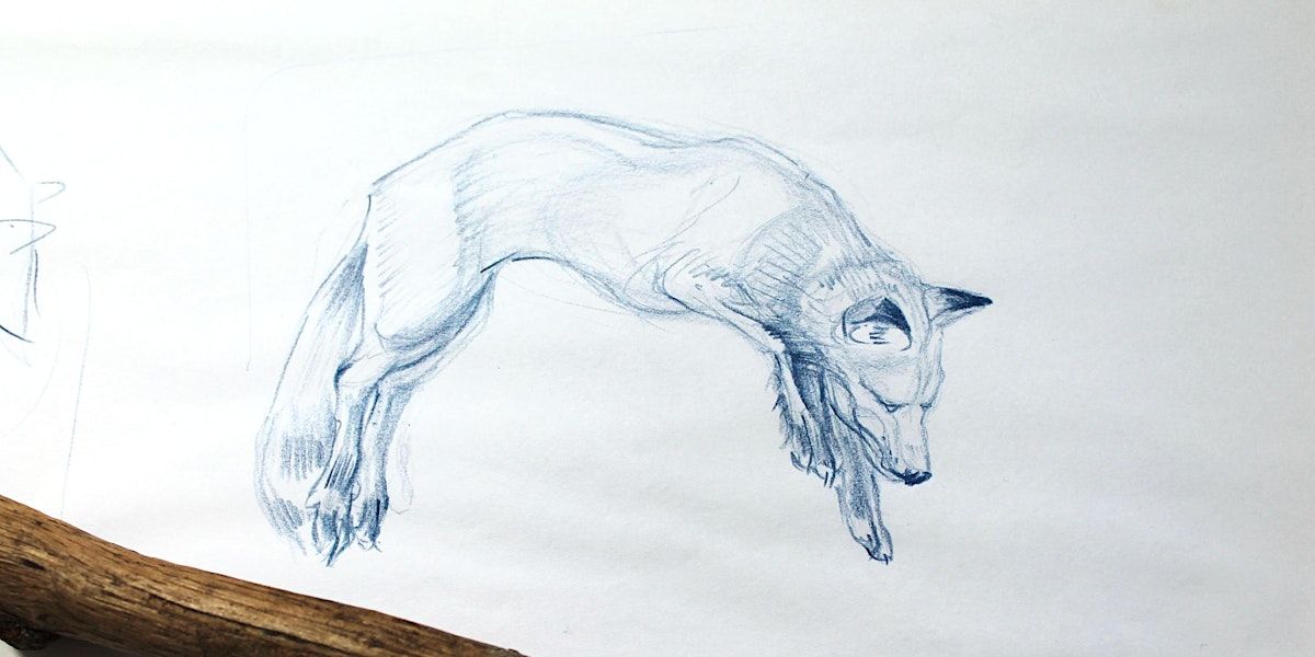 MINICOURSE: Animal Sketching for Beginners, Eindhoven, Studio 52, 2nd ...