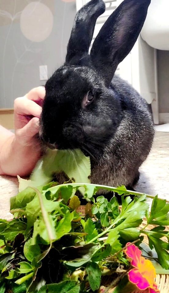 KHS Rabbit Meet + Greet + Adopt Event, REN'S PETS (Kingston), 10 ...