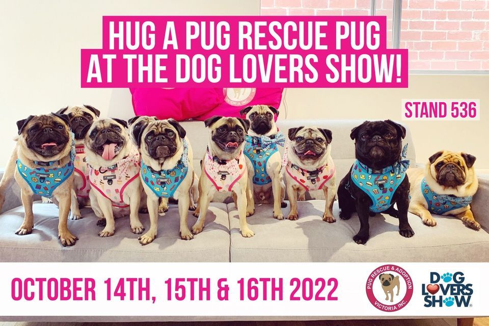 Hug A Pug Rescue Pug at The 2022 Melbourne Dog Lovers Show, Melbourne ...