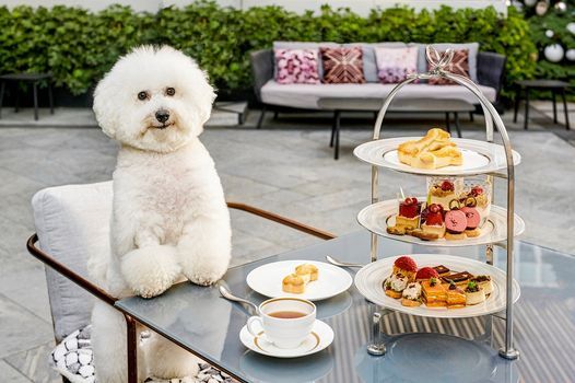 Paws For Tea, The Murray, Hong Kong, a Niccolo Hotel, 5 June 2021