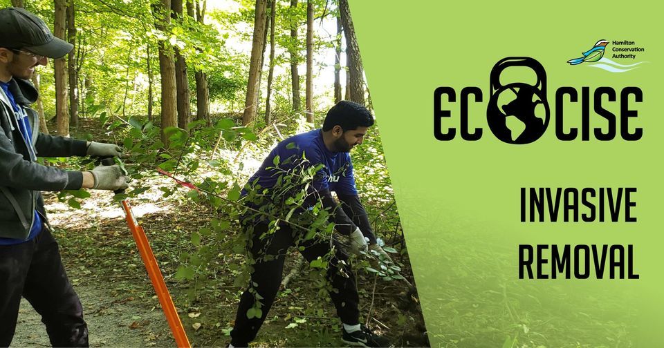 Ecocise – Invasive shrub removal, Eramosa Karst, Hamilton, 18 November 2022