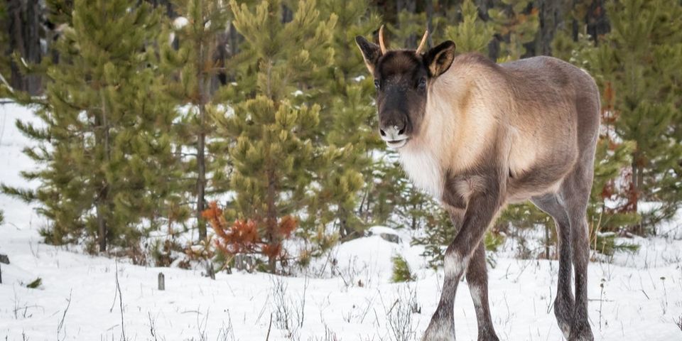 Saving Mountain Caribou, One of North Americas Most Endangered Species ...