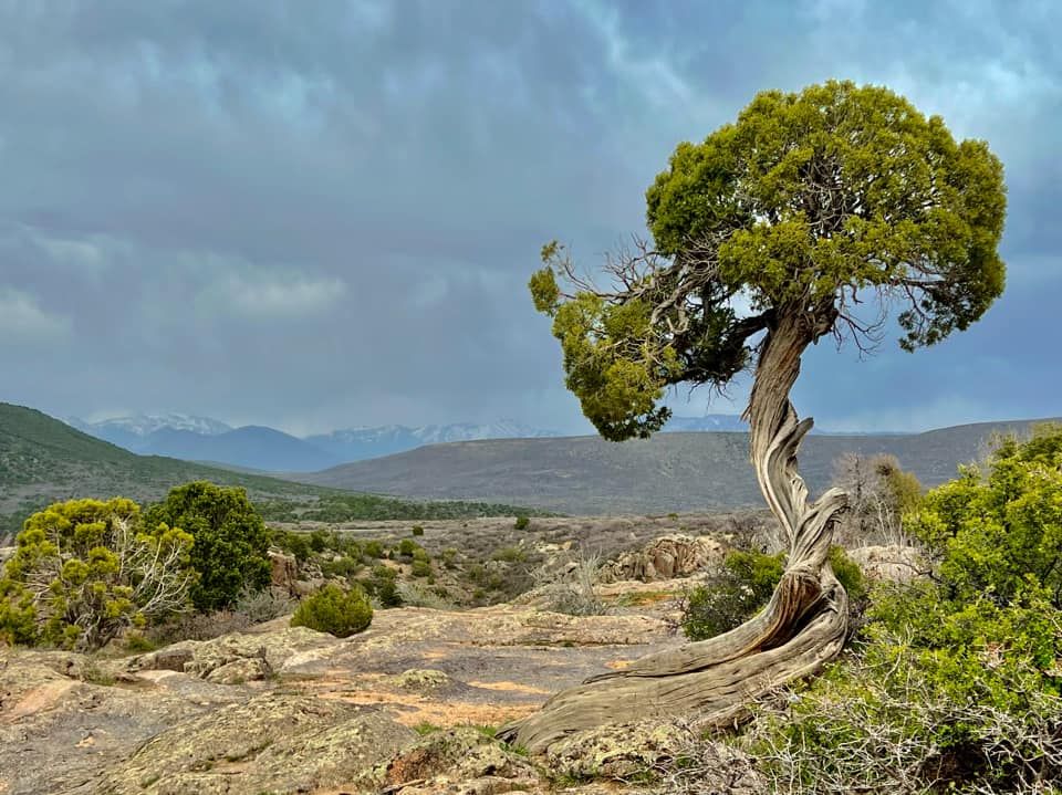 Montrose High School Class of 77 45th Reunion, Montrose Rotary ...