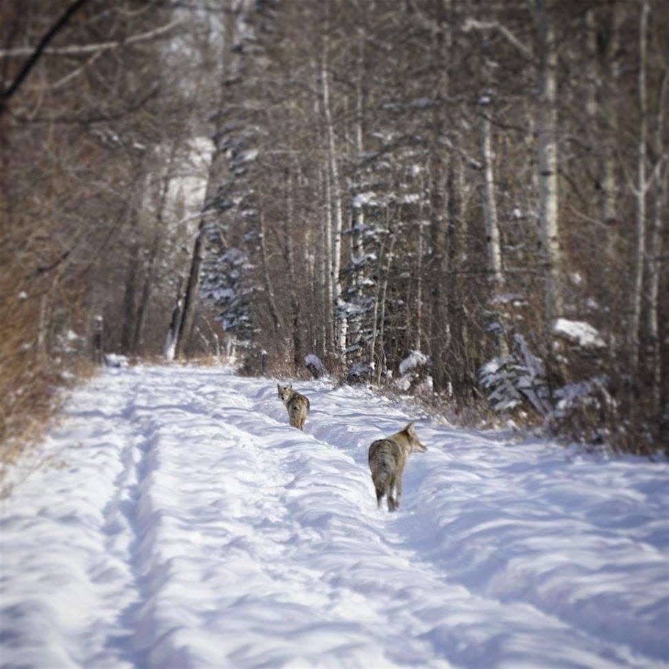 Coexisting with Coyotes (and other wildlife), Weaselhead Natural Area ...