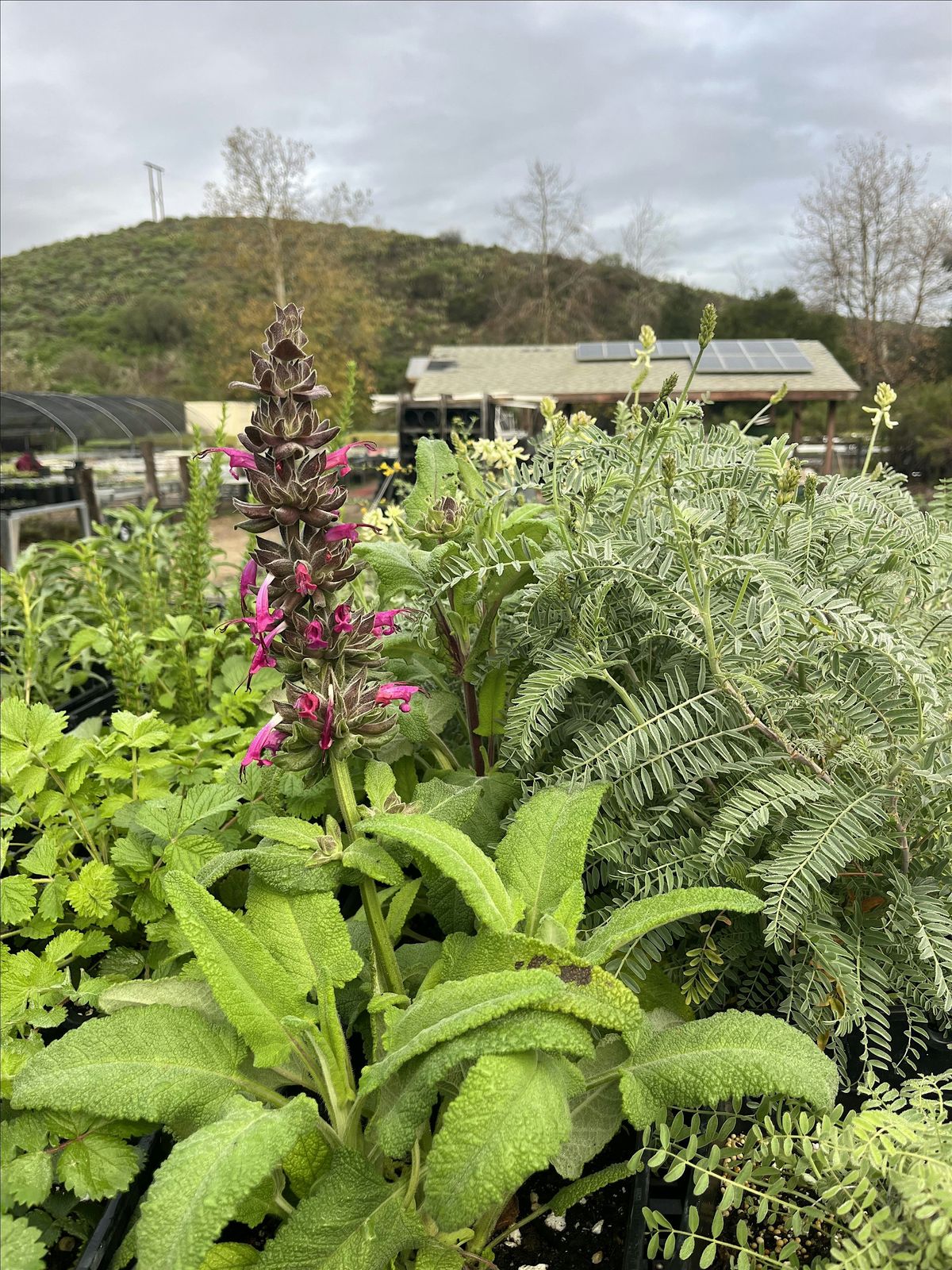 Hands-On Practice - California Native Plant Propagation & Gardening ...