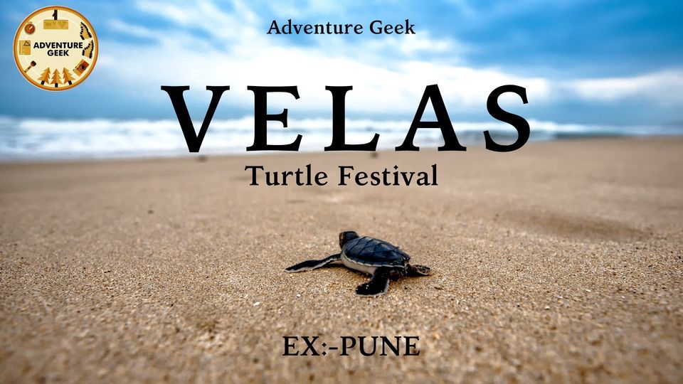 Velas Turtle Festival 2023 From Pune by Ac Bus Tickets, Adventure Geek - Explore the Unexplored ...