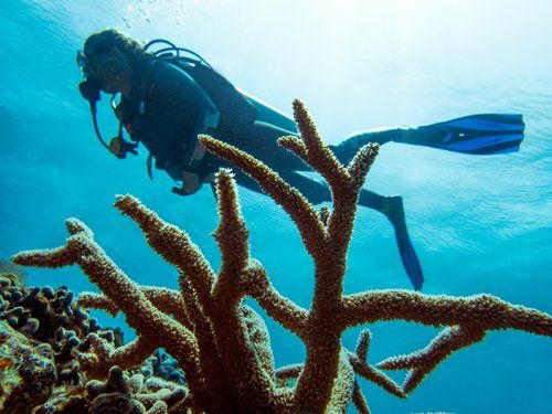 SPEAKER SERIES: X-REEF, Creating hybrid reefs to protect Floridas ...