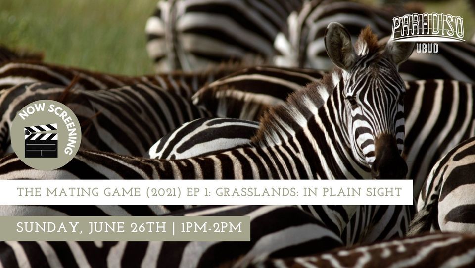 Screening: The Mating Game (2021) Ep 1: Grasslands: In Plain Sight ...