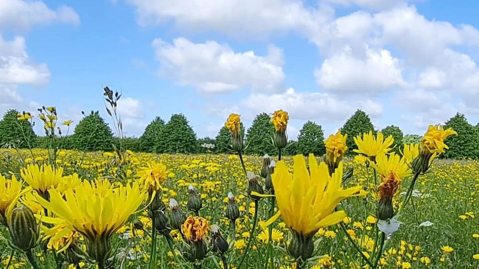 5 Churches Vintage Tractor Run -Arrington, Ermine Way, Royston, SG8 0 ...
