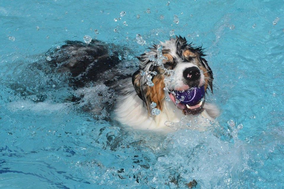 Soggy Doggy Splash Party, Highland Recreation Complex, Largo, 5 ...