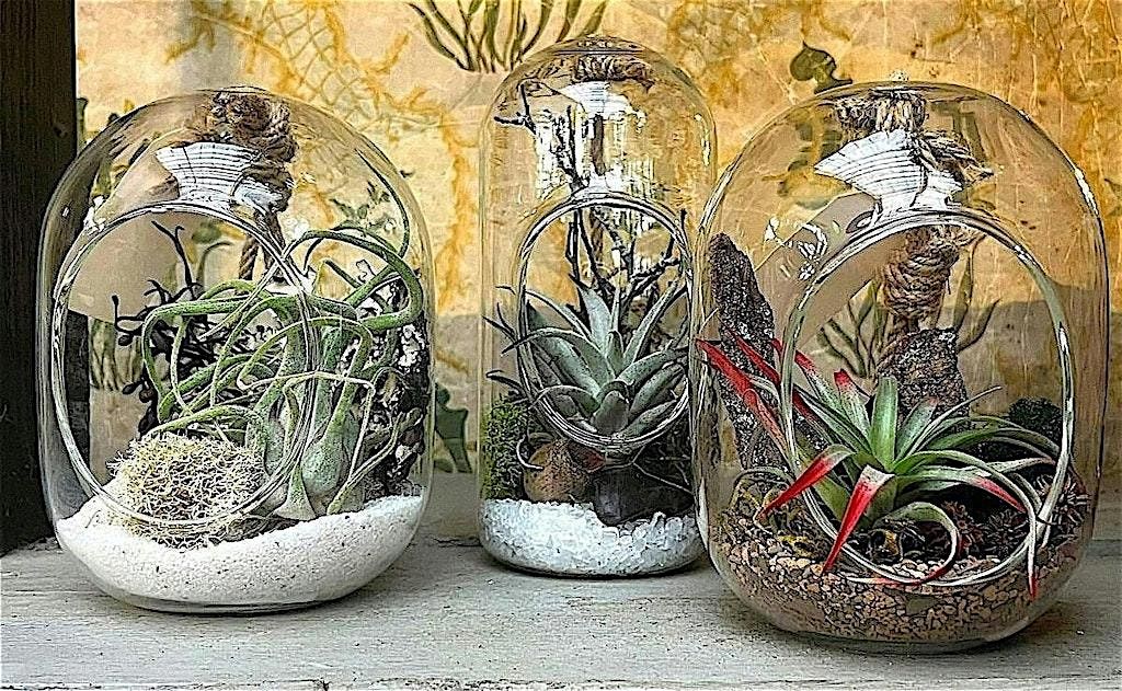 Make Your Own Aerium at Mahoneys Brighton, Mahoney's Garden Center ...