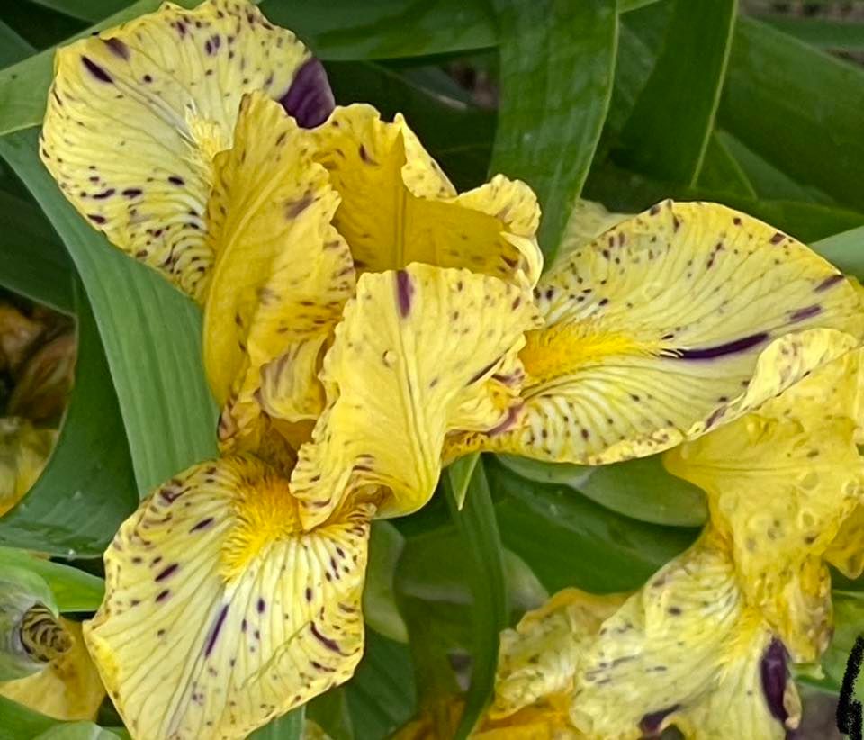 “The World of Dwarf and Mini. Tall Bearded Iris” Judges Training ...