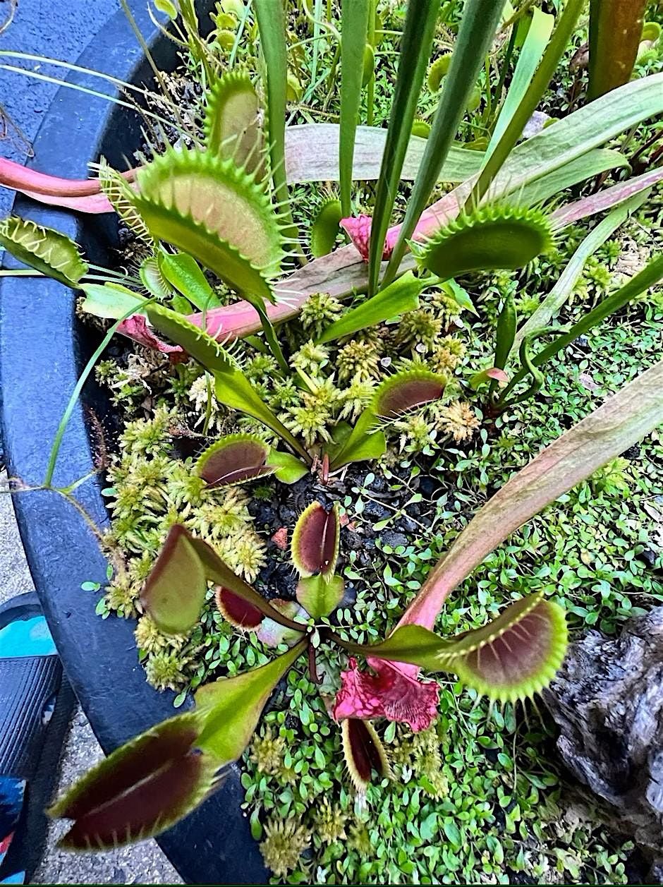 Bog Gardens and Carnivorous Plants, 2804 Channing St NE, Washington, 13 ...