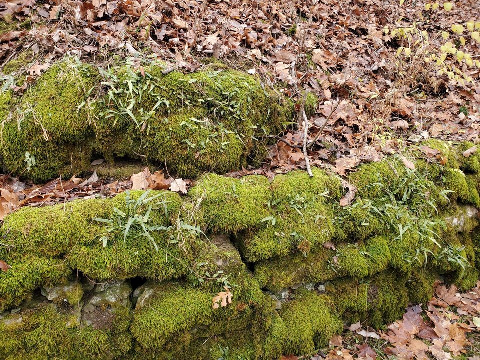 FYI Naturalist Part 1: The Magical World of Moss - Getting to Know and ...