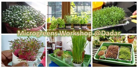 Workshop on Microgreens window farming & kitchen herbs, Dadar, IES Raja ...