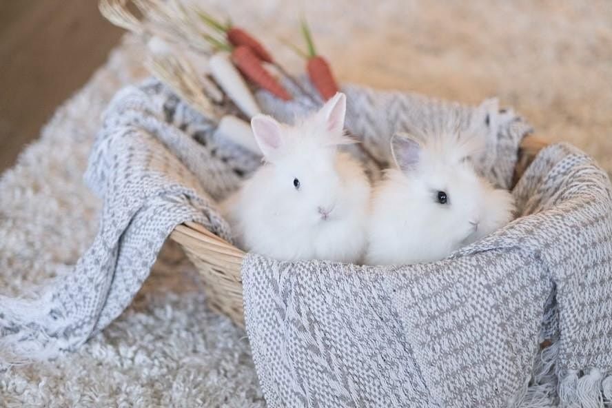 Bunny Photos (Perkins/Highland), The Royal Standard, Baton Rouge, 27 ...