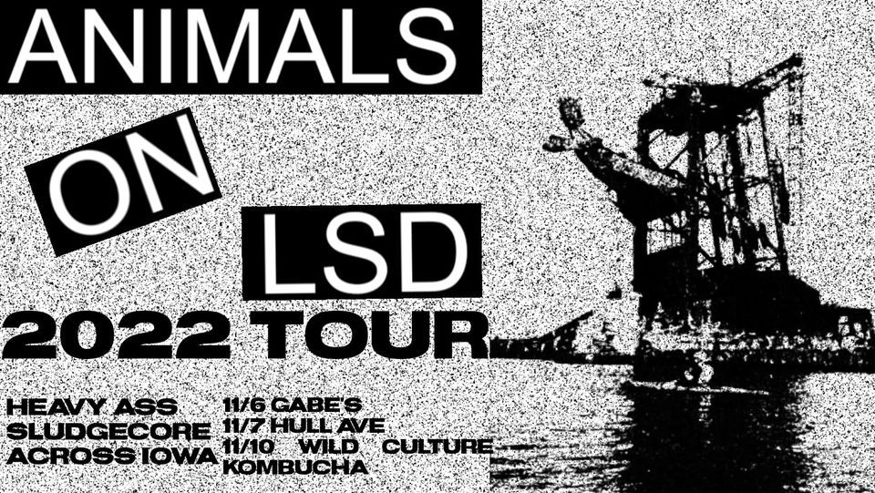 ANIMALS ON LSD 2022 TOUR, Wild Culture Kombucha, Iowa City, 10 November ...