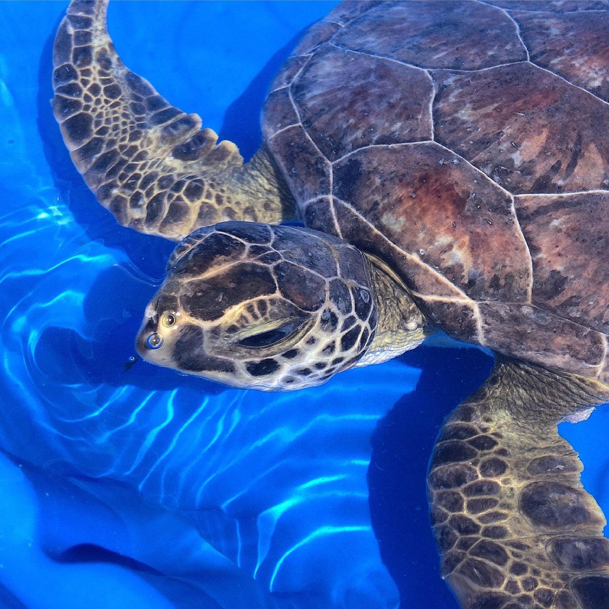 Lets Talk Turtle!, Sea Turtle Hospital @ Whitney Lab, Saint Augustine ...