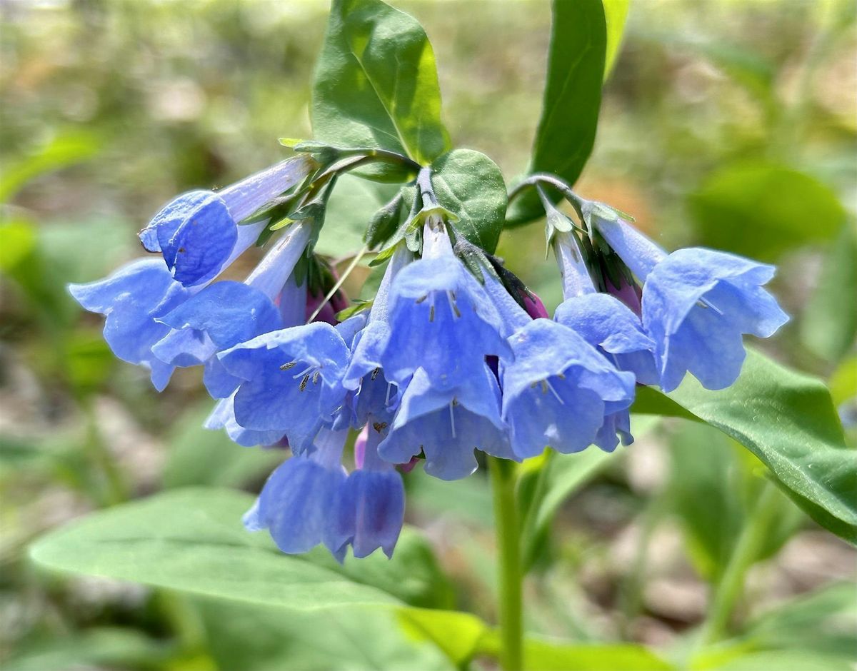 Wildflower Walks for CU Students & Employees, Spring 2026, South ...