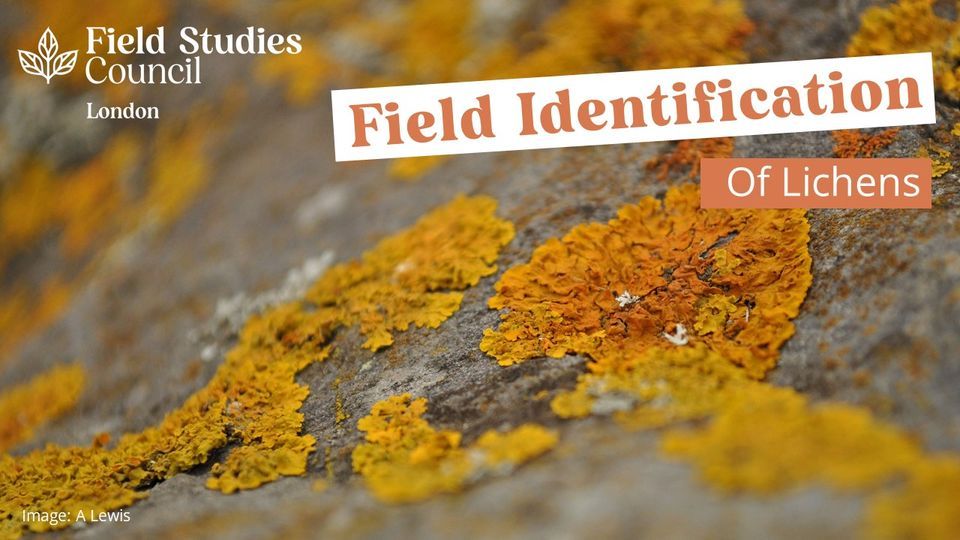 Field Identification of Lichens, Greenwich Park, London, 10 September 2022