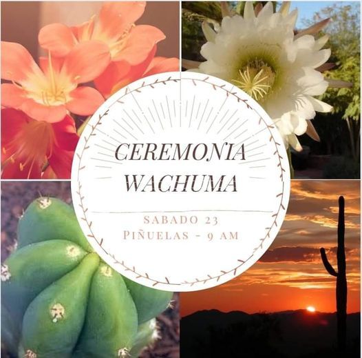 Ceremonia de Wachuma - San Pedro, Arequipa Aqp, 23 October 2021