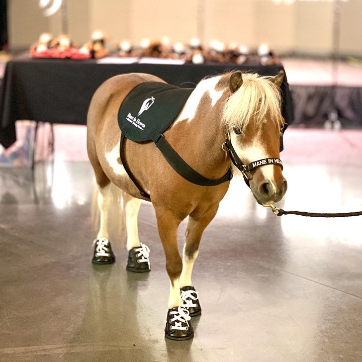 Mane in Heaven Miniature Therapy Horses Peace with Ponies, Barrington ...
