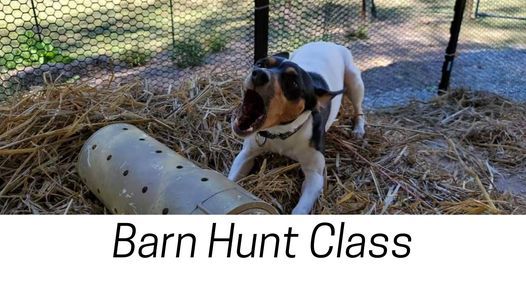 Novice Barn Hunt Class (4-weeks), Canine Country Academy, Lawrenceville ...