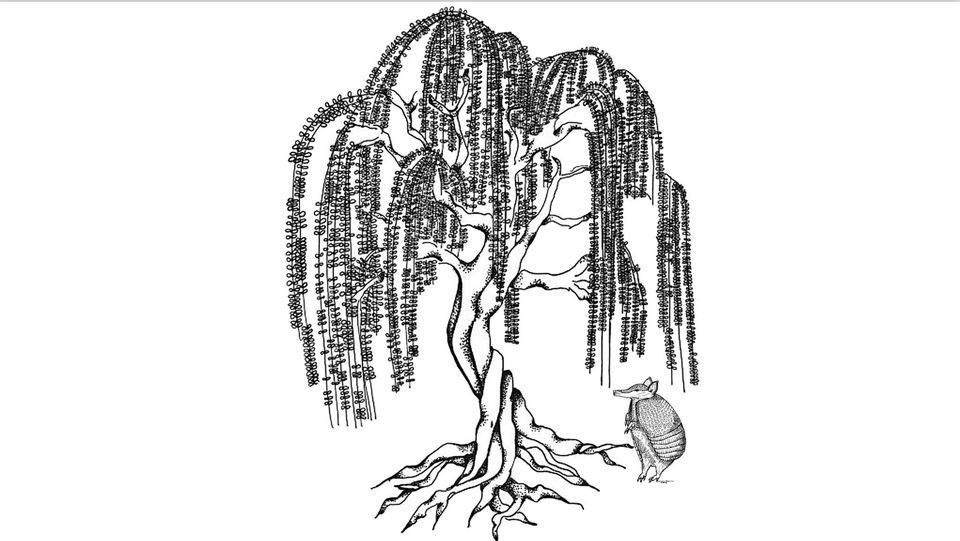 Armadillo Under the Willow Tree, Armadillo Ranch, Manitou Springs, 25 ...