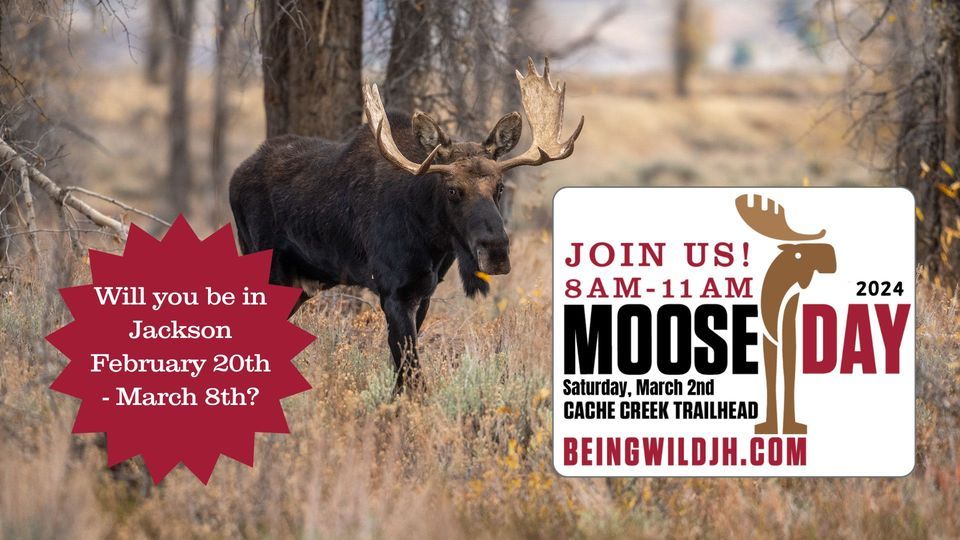 2024 Hosted Moose Day Moose Walk, Cache Creek Trailhead, Jackson, 2 ...