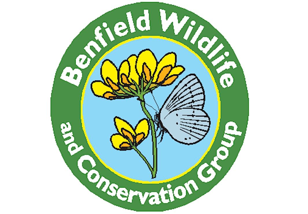Family Member Event : Glow-Worm Walk, Benfield Hill Local Nature ...
