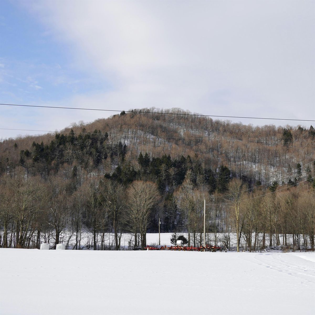 Tree ID and Natural History Tour of Ethan Allen Park, Ethan Allen Park ...