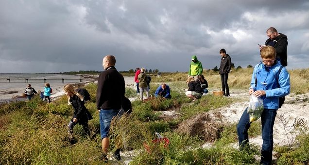 Vilde urter i Strandparken, Vallensbæk Strand, Frederiksberg, 24 May 2023