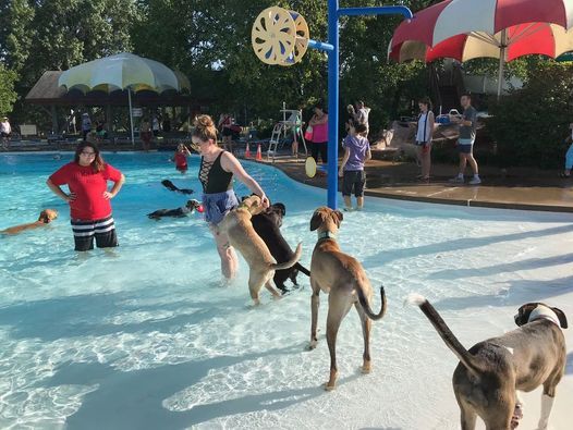 Kirkwood Dog Pool Party, Kirkwood Aquatic Center, Webster Groves, 9 ...