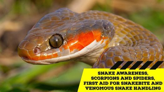 Snake Awareness First aid for Snakebite, Venomous Snake Handling ...