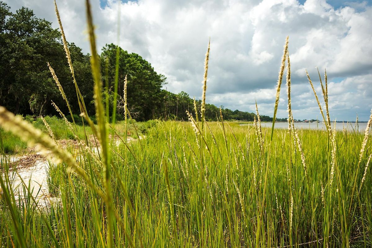 Understanding Marsh Change: Online Training and Field Session at JICP ...