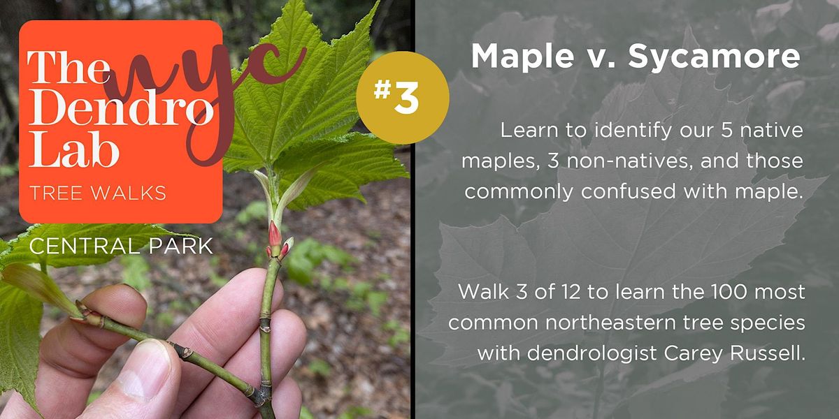 Maple Tree Identification Workshop in Central Park – 2 hrs (10am- 12 ...