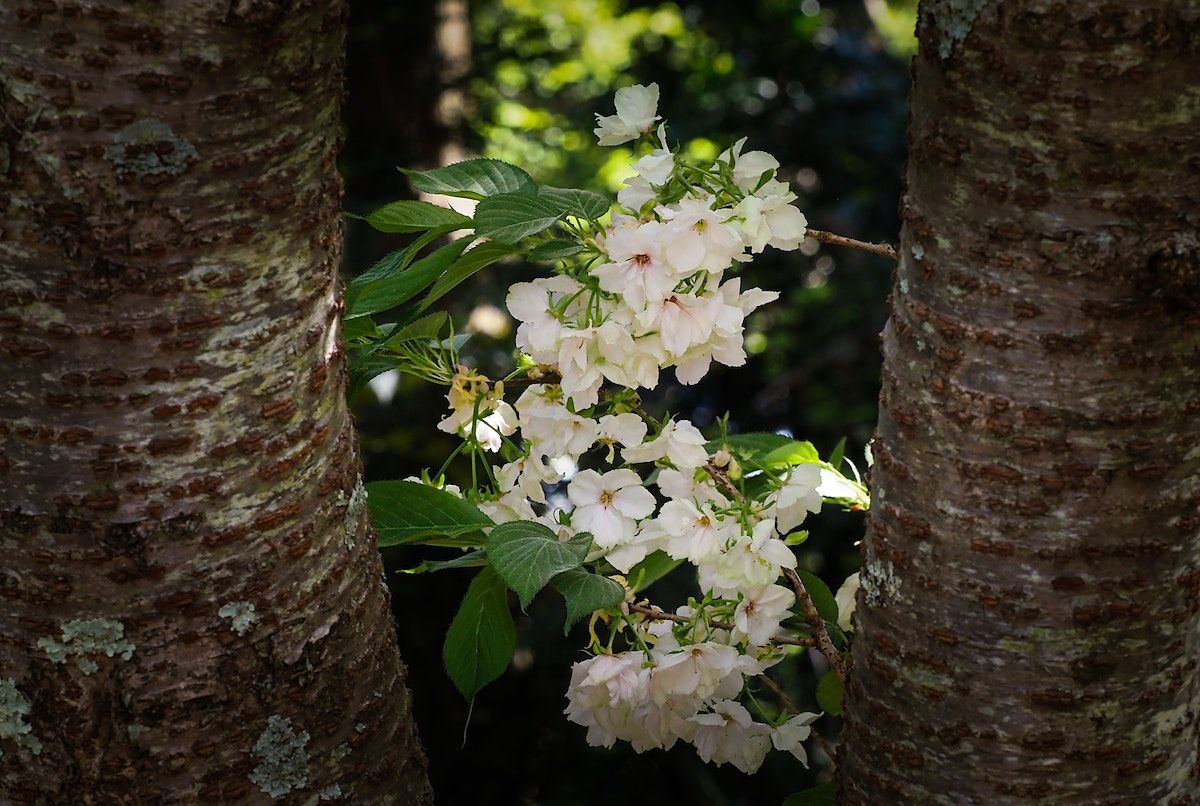 Native Plants and Nativars in North Carolina, N.C. Cooperative ...