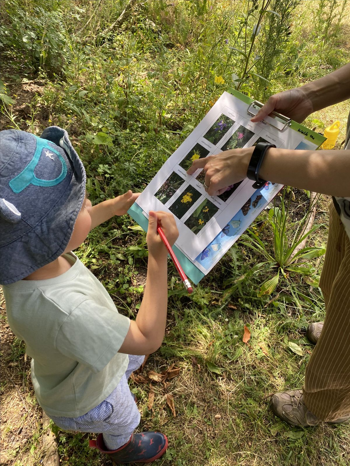 The Wonder of Leaves & The Joy of Wild Flowers, Pimp Hall Nature ...