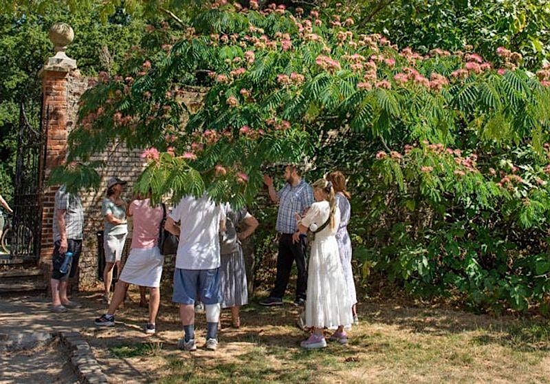 Guided Tree Walk: Trees & Ecology, Cannizaro Park, London, 15 June 2024