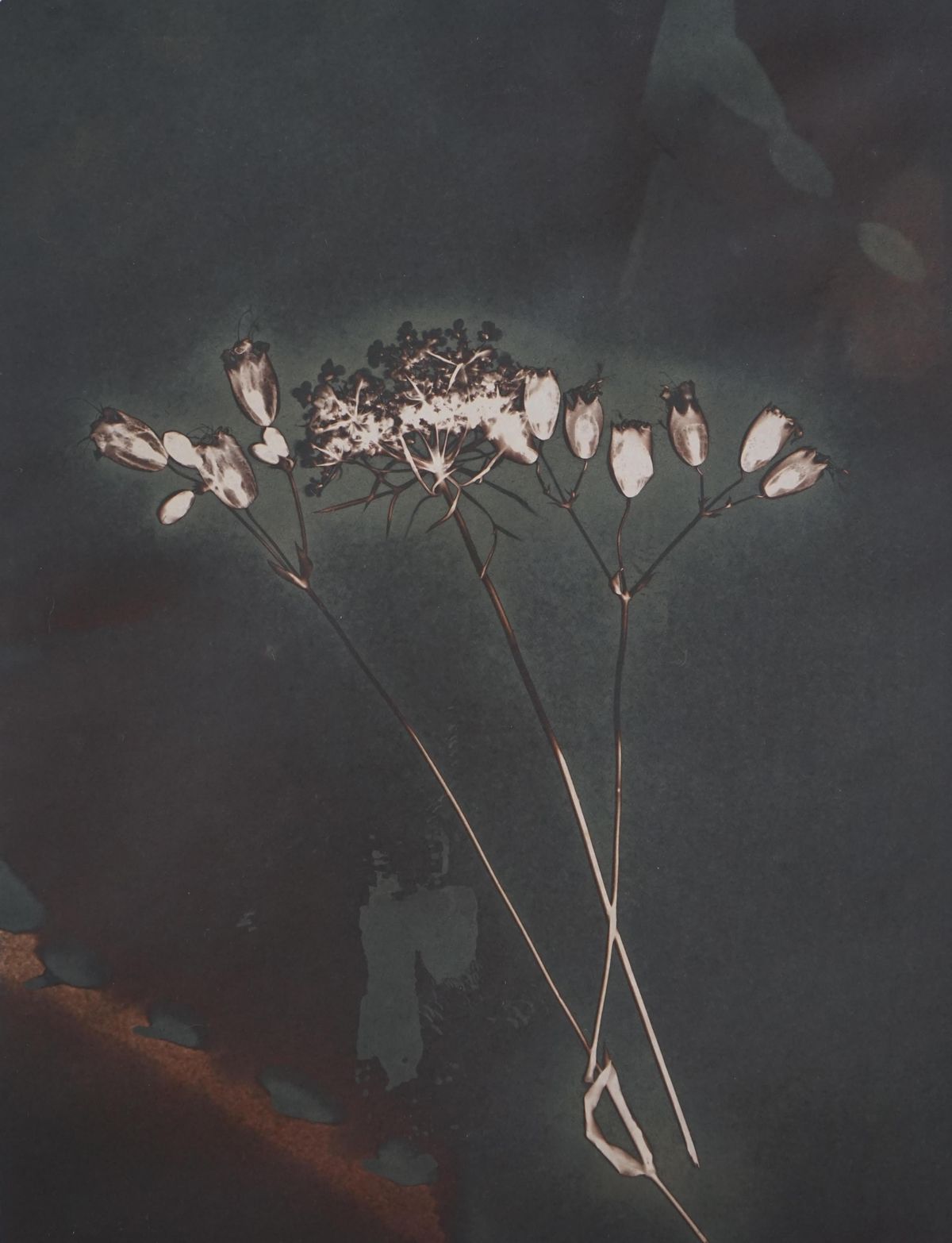 Drawn by the Sun: Photogenic Drawings with Professor Joel Snyder, Logan ...