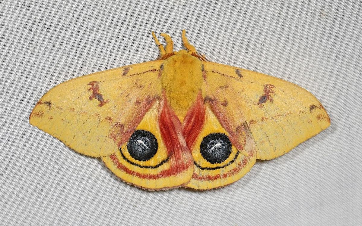 Celebrate National Moth Week! Workshop with Judy Gallagher, Online, 24 ...