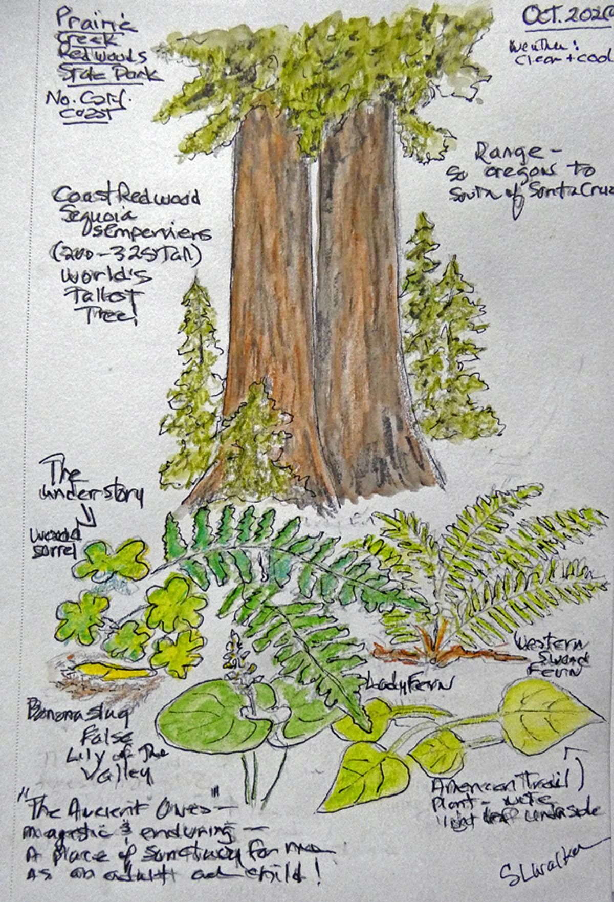 Sp-01-Introduction to Nature Journaling, Sanchez Art Center, Pacifica ...