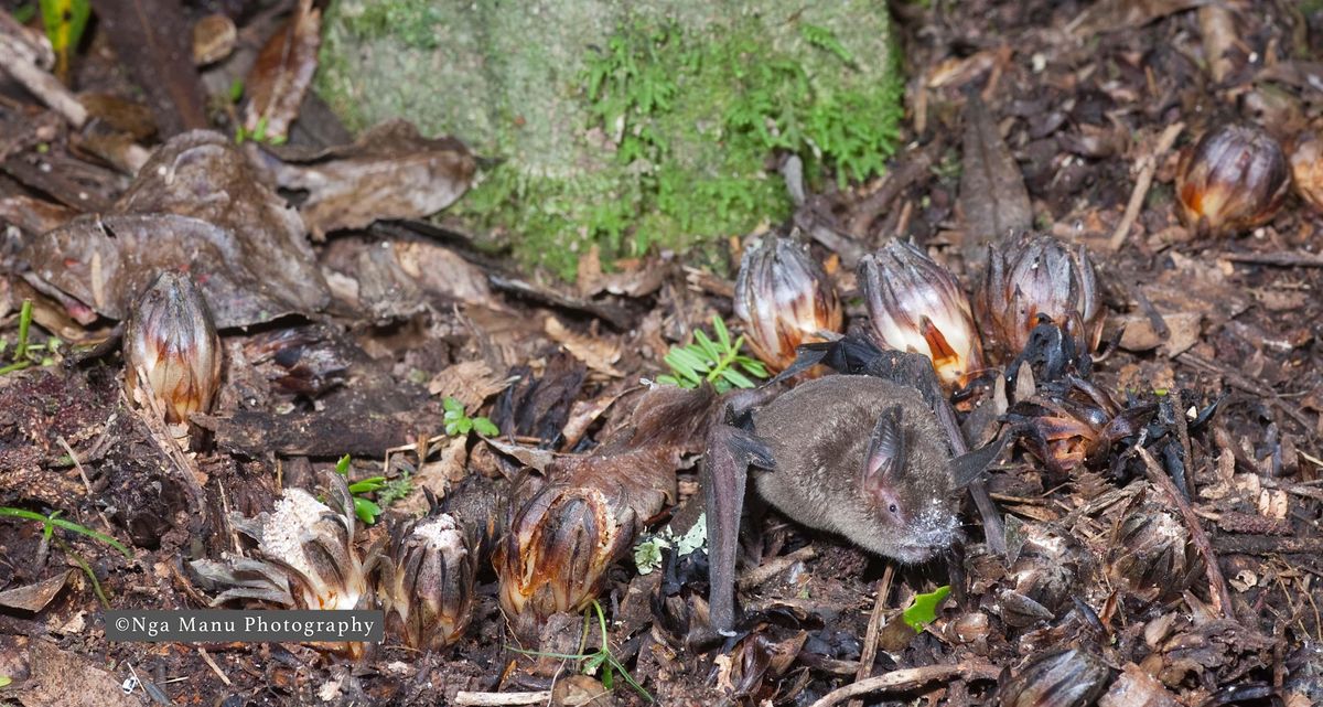 National Bat Conference 2023, The Narrows Landing, Hamilton, 2 May to 4 May