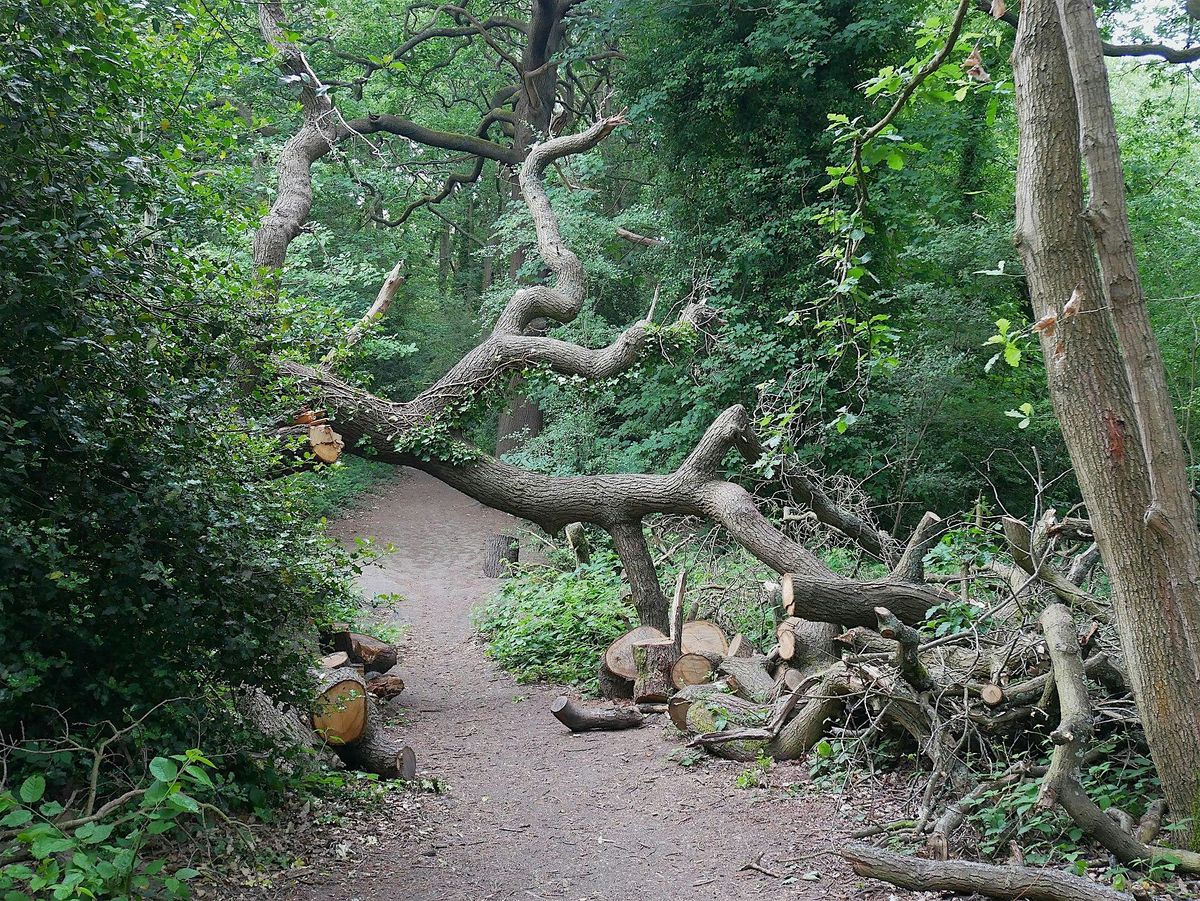 Explore the Paths Verges and Scallops in Oxleas Woodlands, Oxleas Wood ...