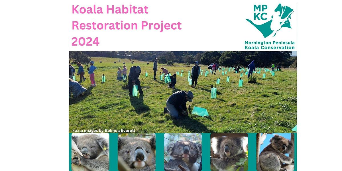 Koala Food Tree Planting Day - Dromana, 70 Bulldog Creek Rd, Dromana, 2 ...