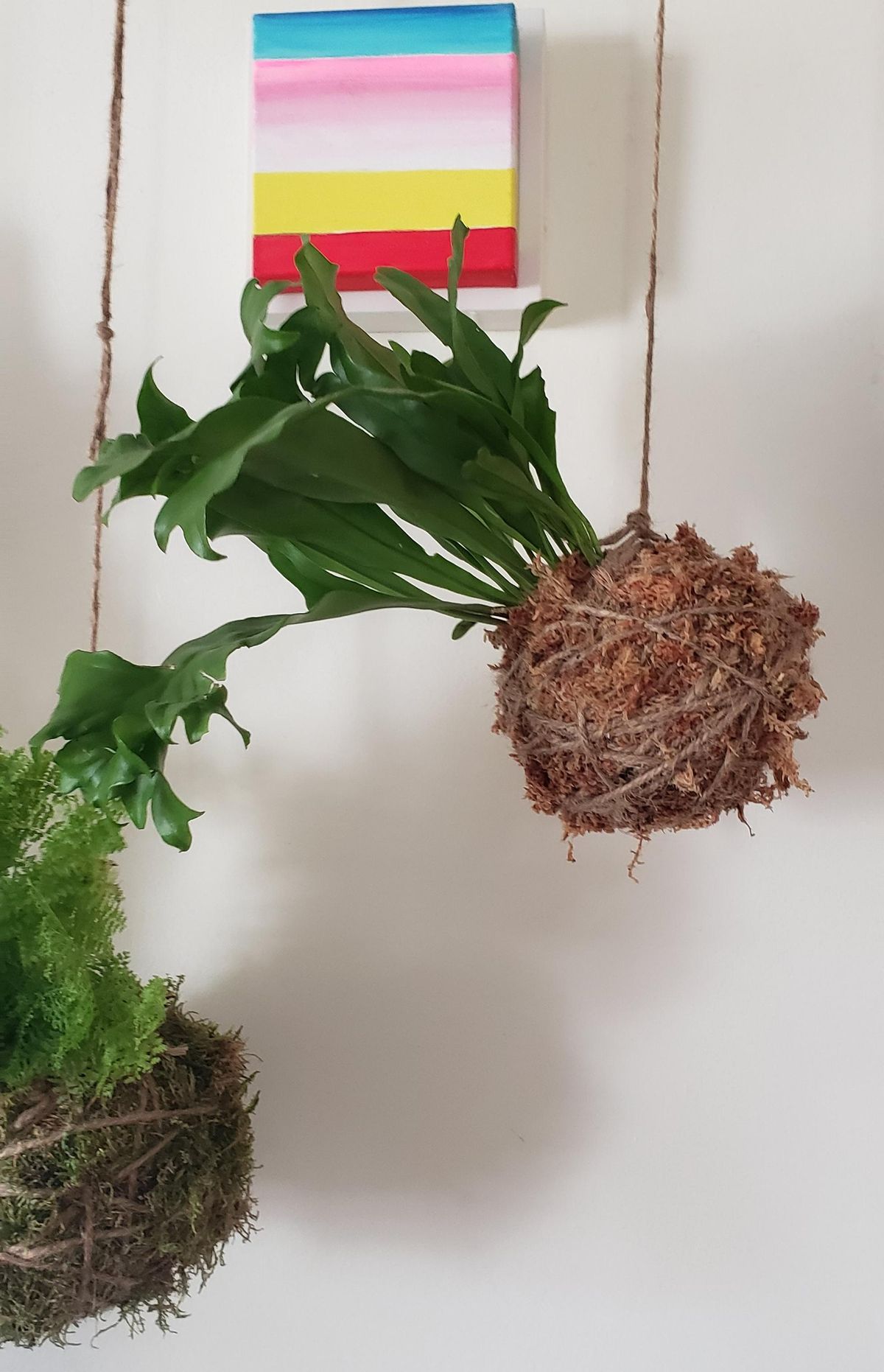 The Art of Kokedama - (Japanese moss covered hanging plants) Ages 16 ...