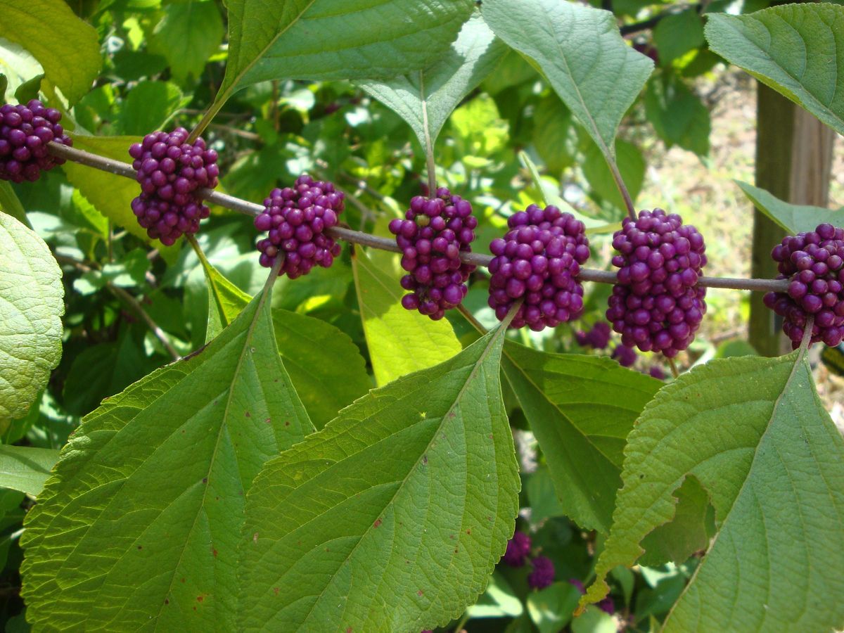 Selecting Native Plants for a Successful Landscape, Pinellas County ...