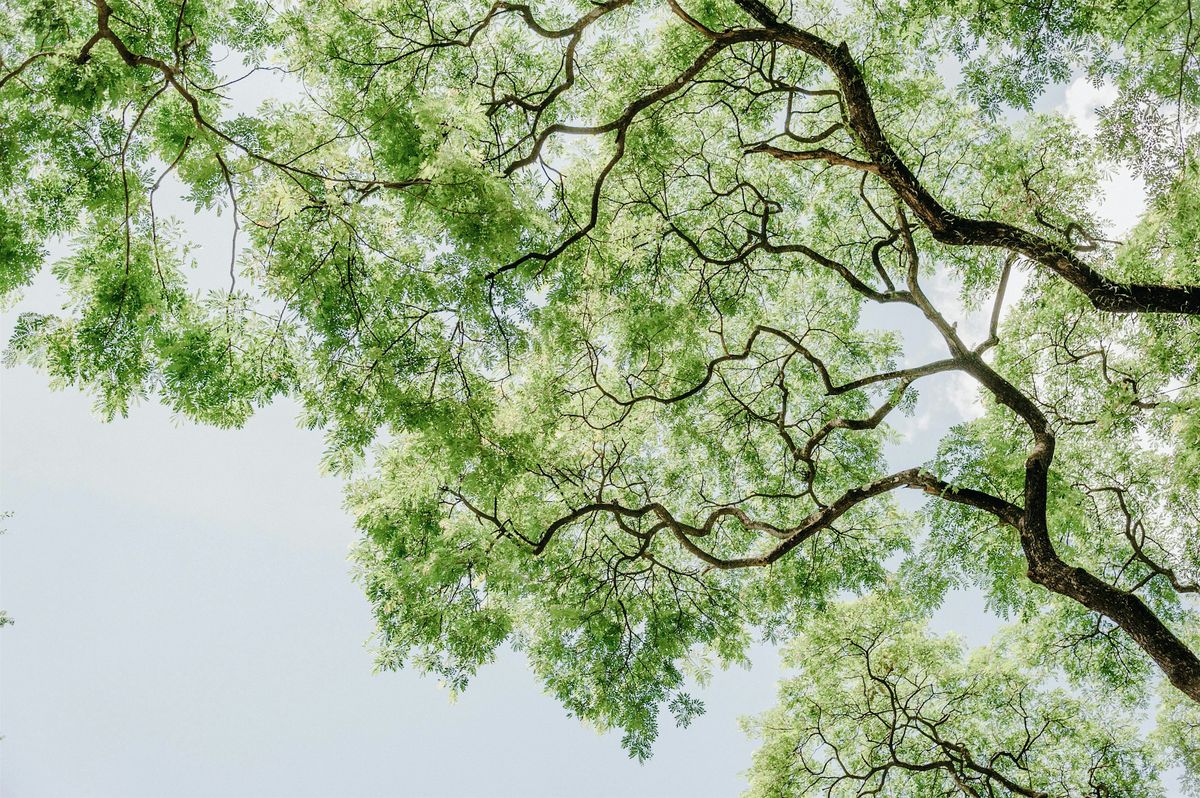 Homeschool: Winter/Spring 2026 - "Introduction to Branches of Science ...