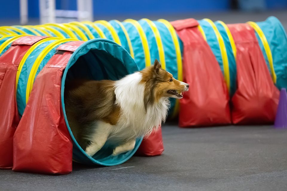 Agility Run-Thrus, Sit, Stay, 'N Play, Stroudsburg, 11 July 2022