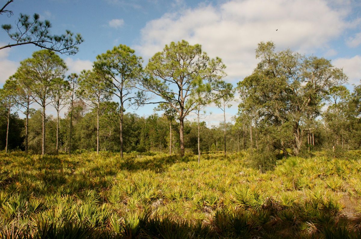 Introduction to Tree Identification, Brooker Creek Preserve ...